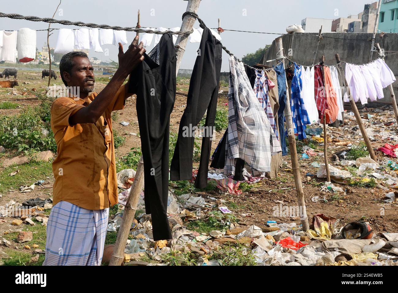 A dhobi wallah hangs out laundry to dry in the sun, in Madurai, Tamil ...