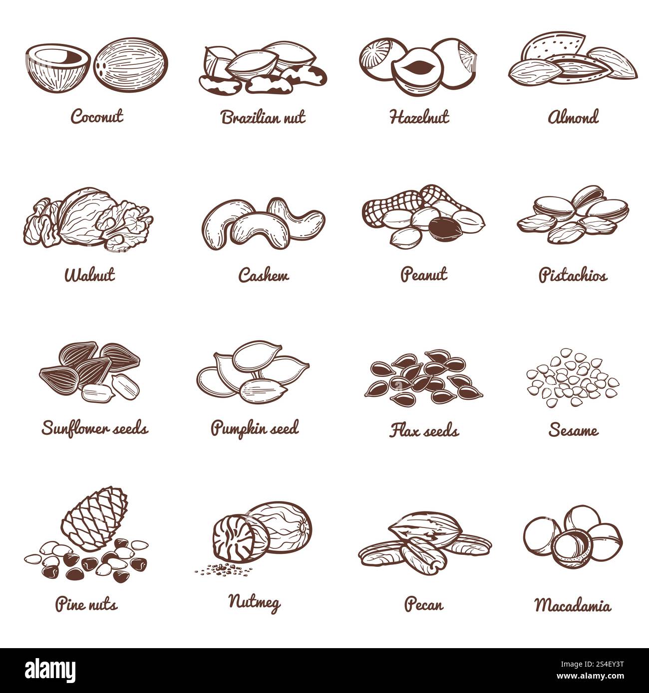 Edible nuts and seeds vector icons. Protein healthy food set of nuts ...