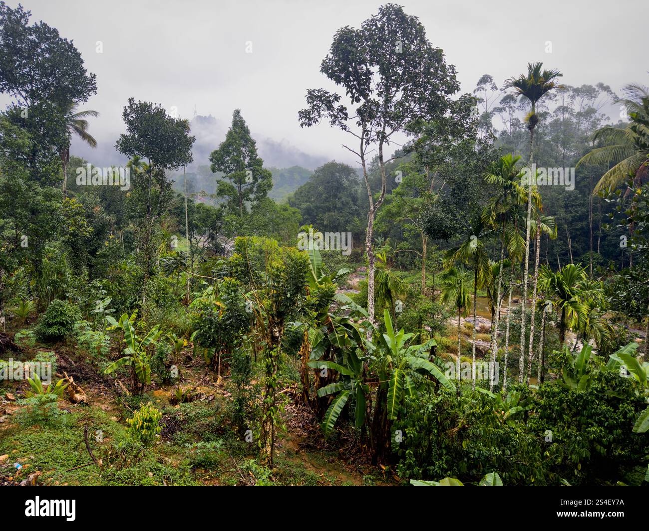Vegetation and trees along the Muthirapuzha River near Munnar, Idukki ...