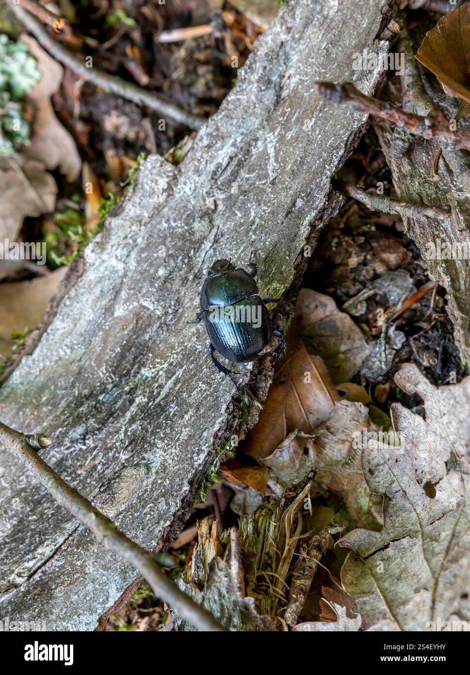 Dung beetle or the Dumbledore (Geotrupes stercorarius) climbing over ...