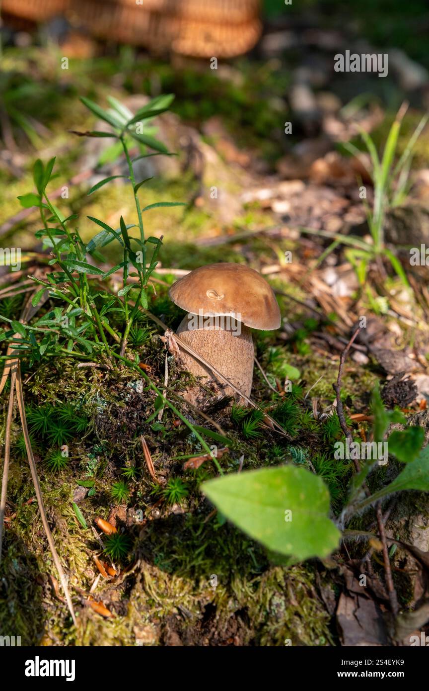 Summer cep mushroom (Boletus reticulatus) growing in the forest Stock ...