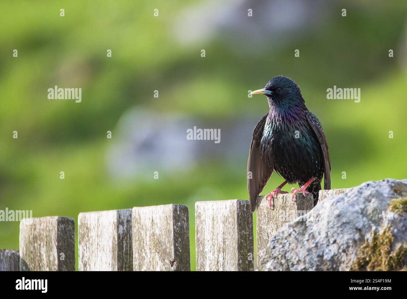 Islands vogelwelt hi-res stock photography and images - Alamy