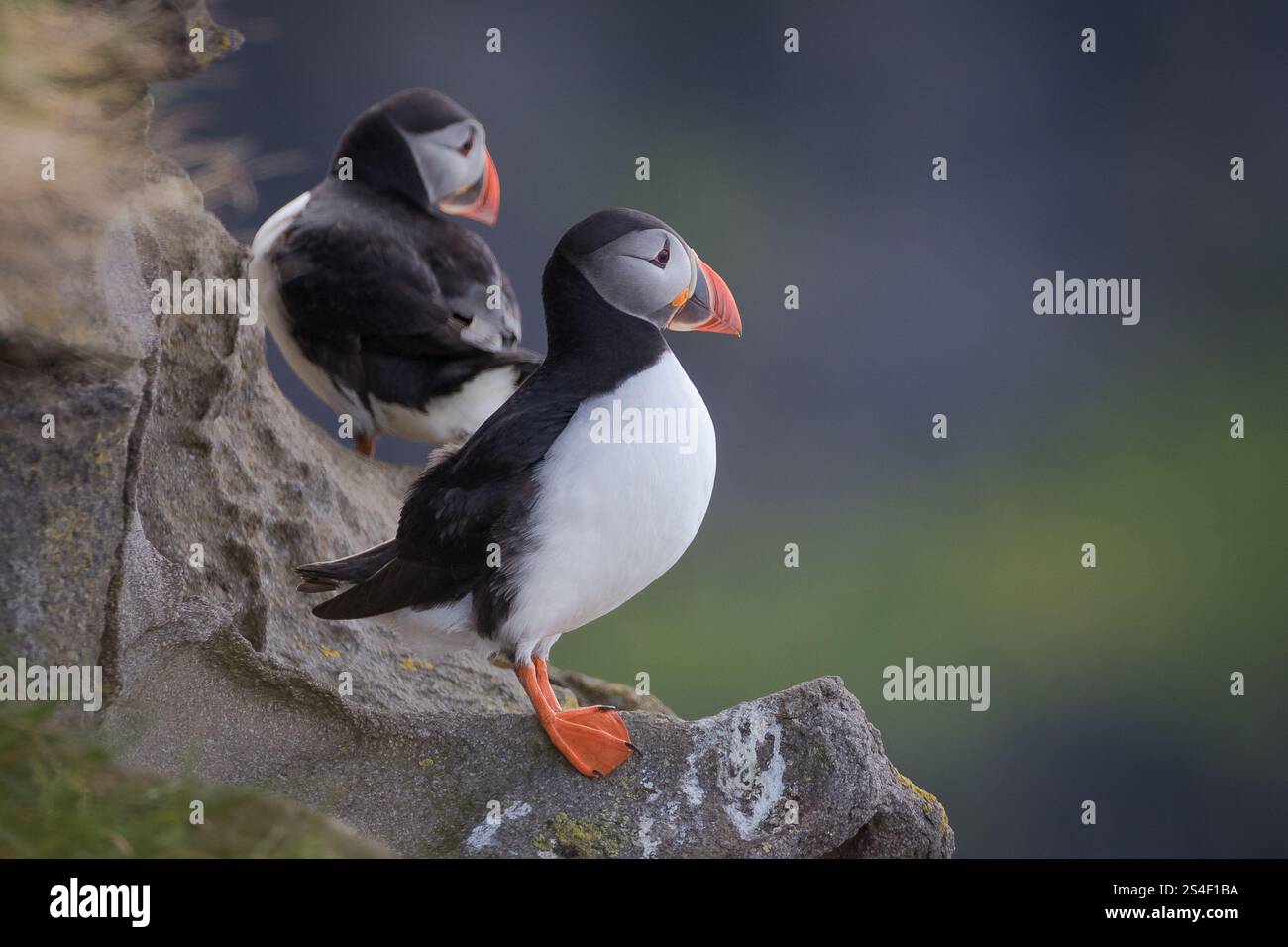Beautiful Puffins of the Faroe Islands Stock Photo - Alamy