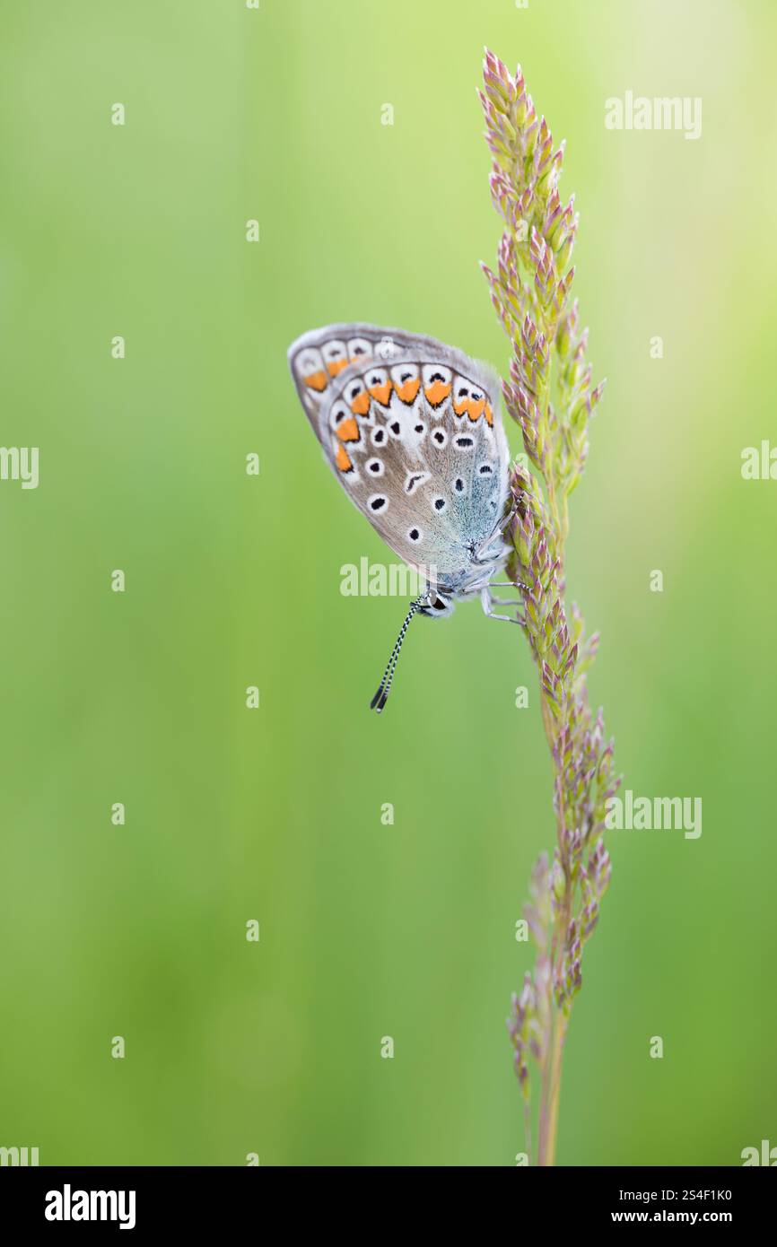 Common blue butterfly in Europe Stock Photo - Alamy