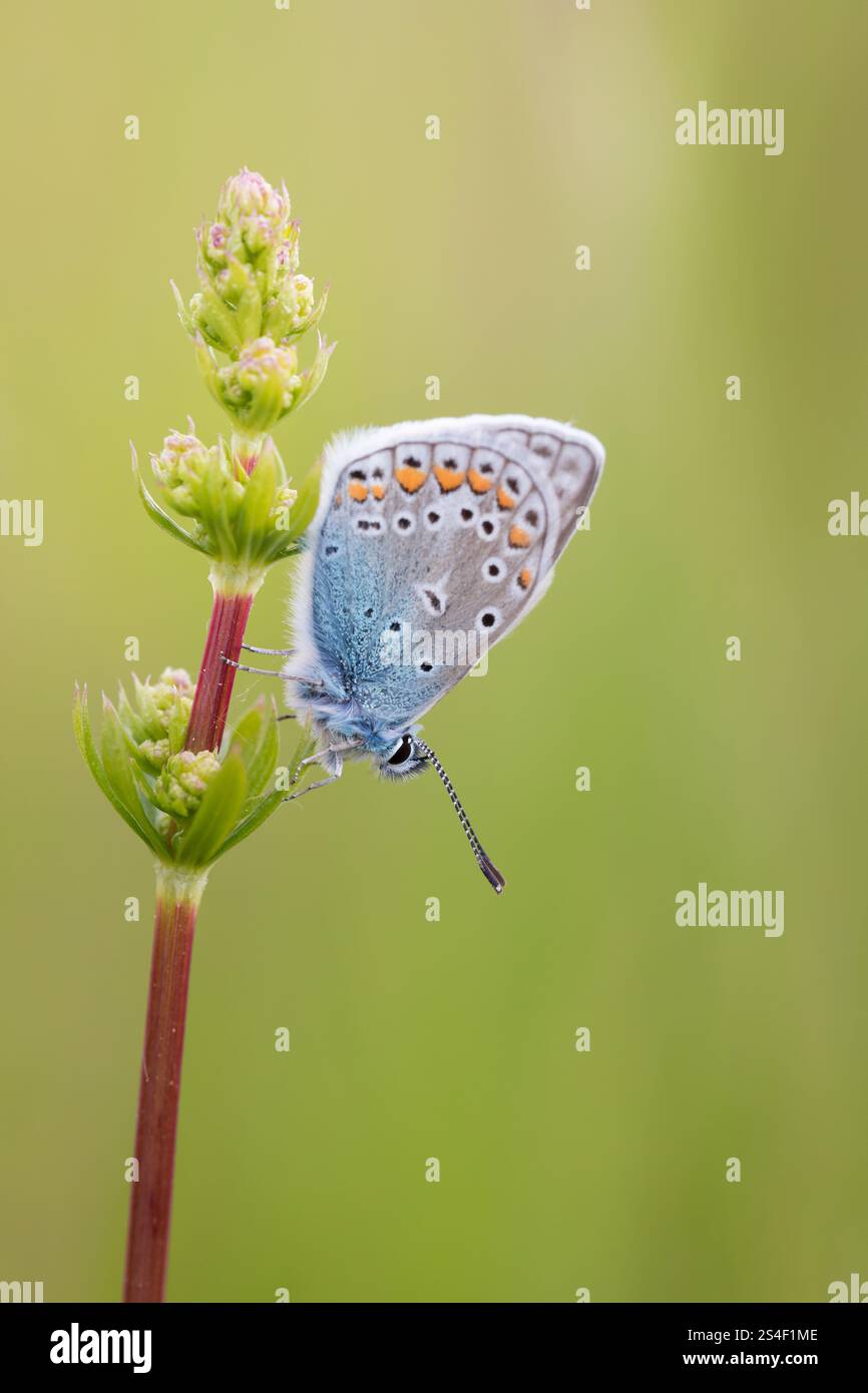 Common blue butterfly in Europe Stock Photo - Alamy