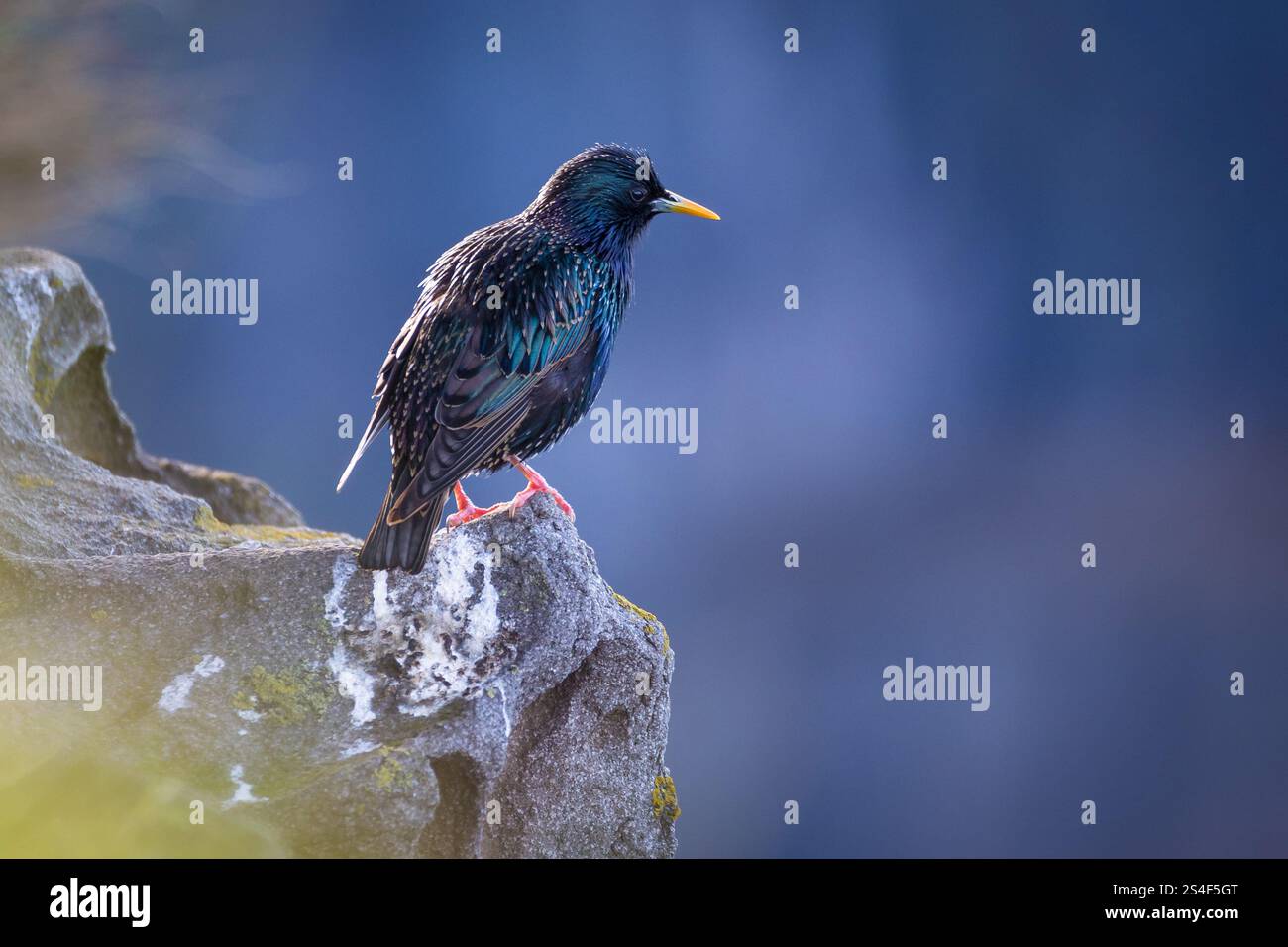 Islands vogelwelt hi-res stock photography and images - Alamy