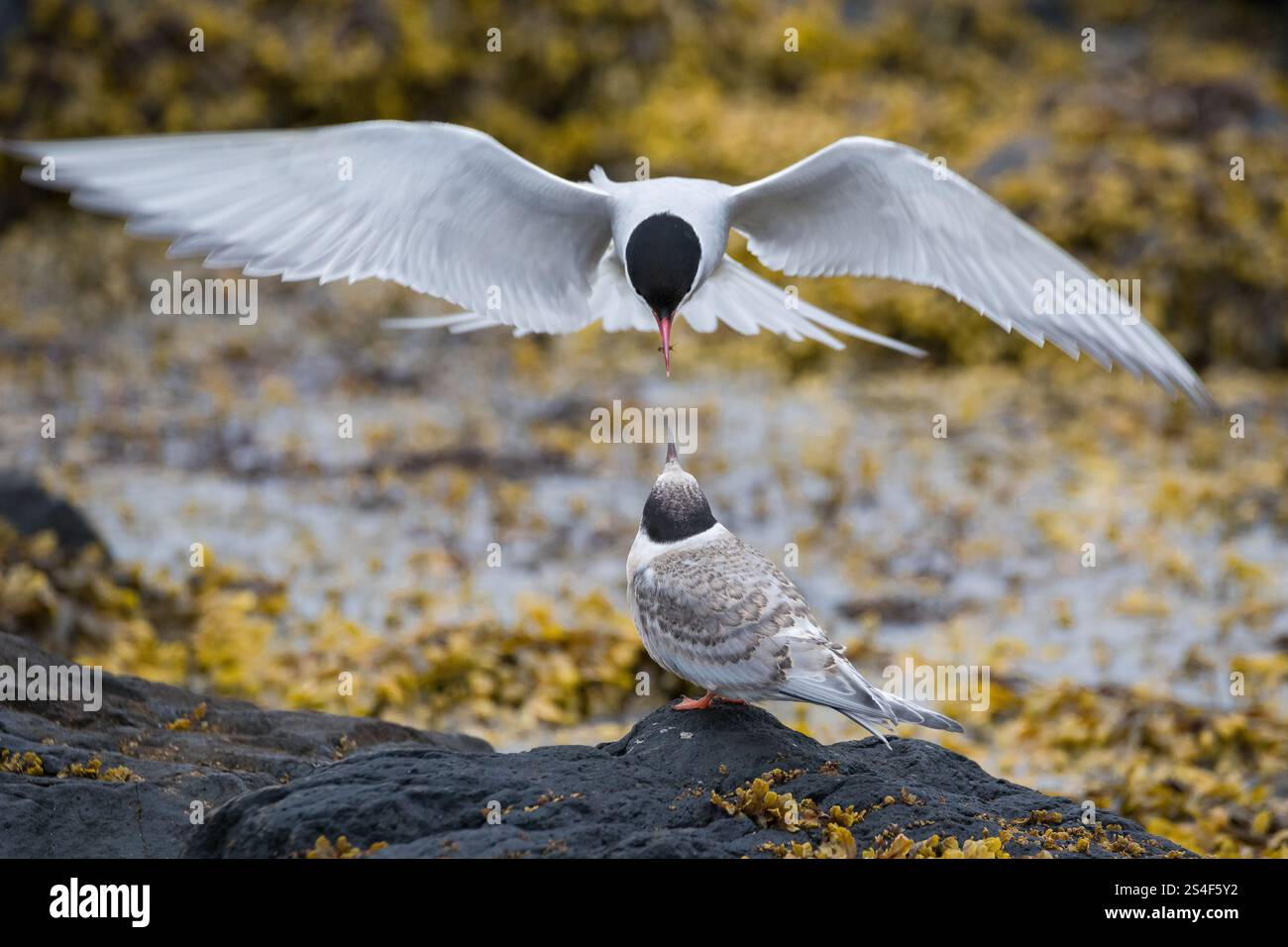 beautiful Sterna paradisaea feeding Stock Photo - Alamy