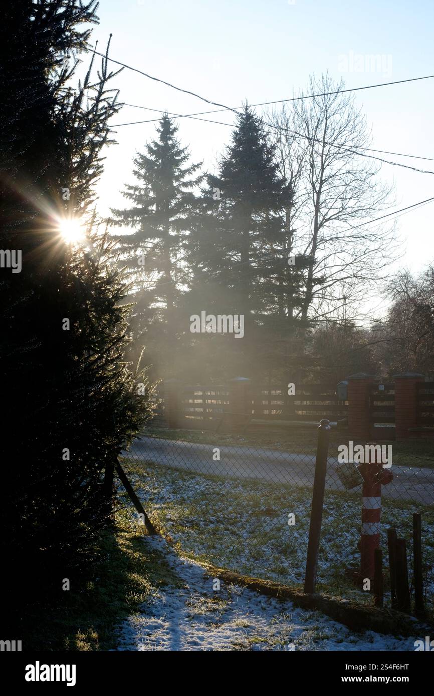 low late afternoon sun melts hard frost with rising steam from fir ...