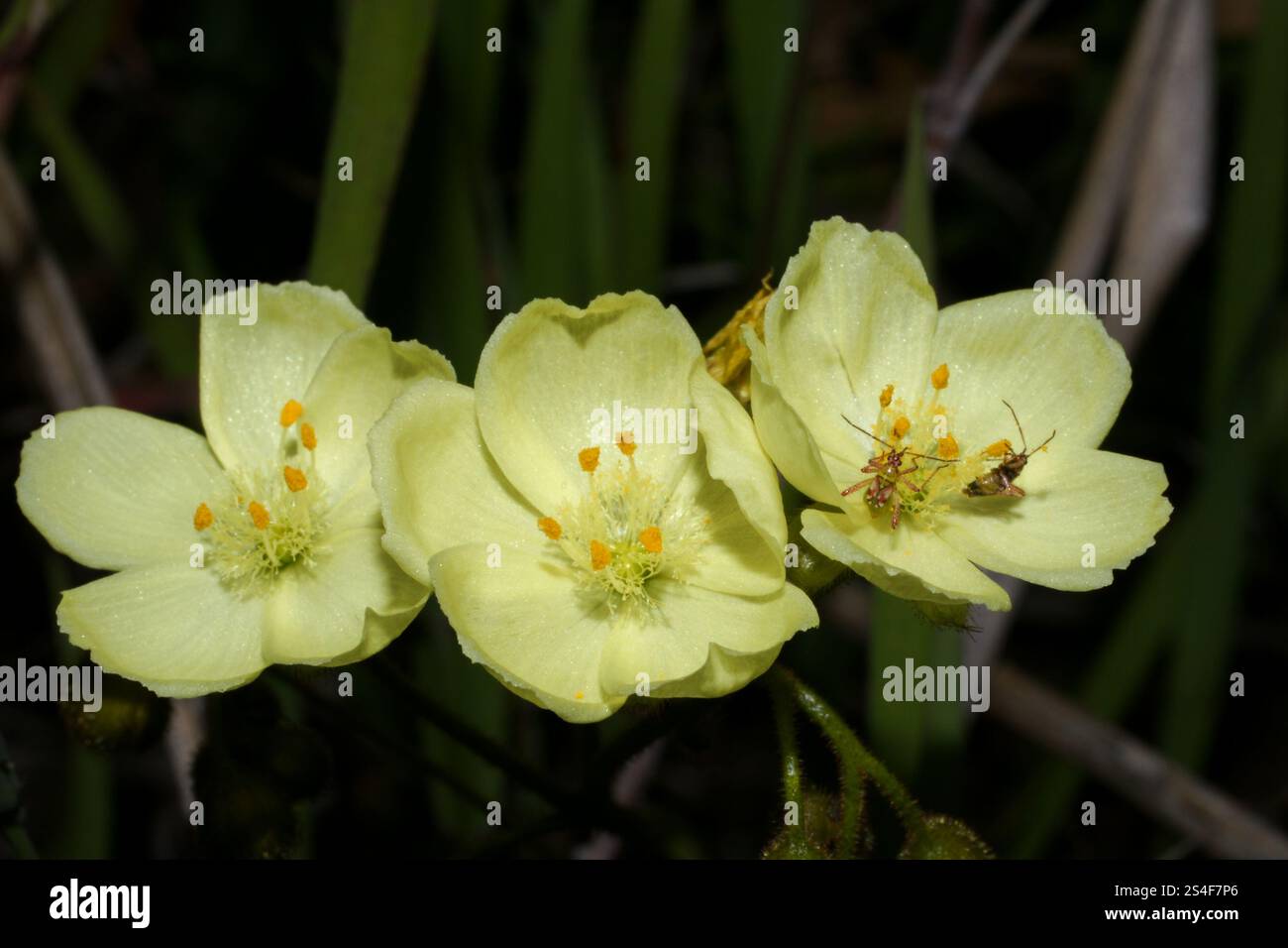 Setocoris bugs living in symbiosis on yellow sundew flowers of Drosera ...