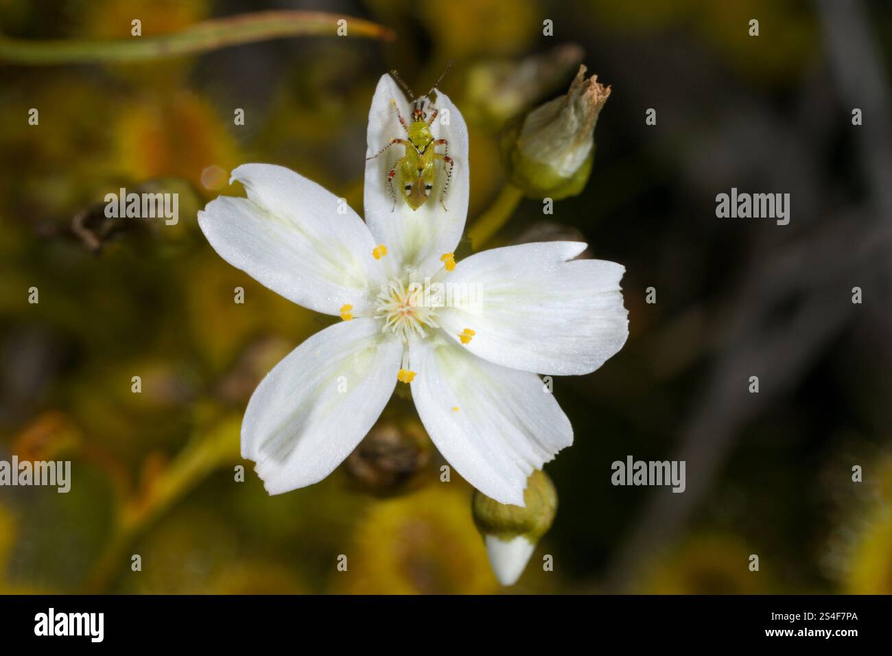 Green-winged Setocoris bug living in symbiosis on the white sundew ...