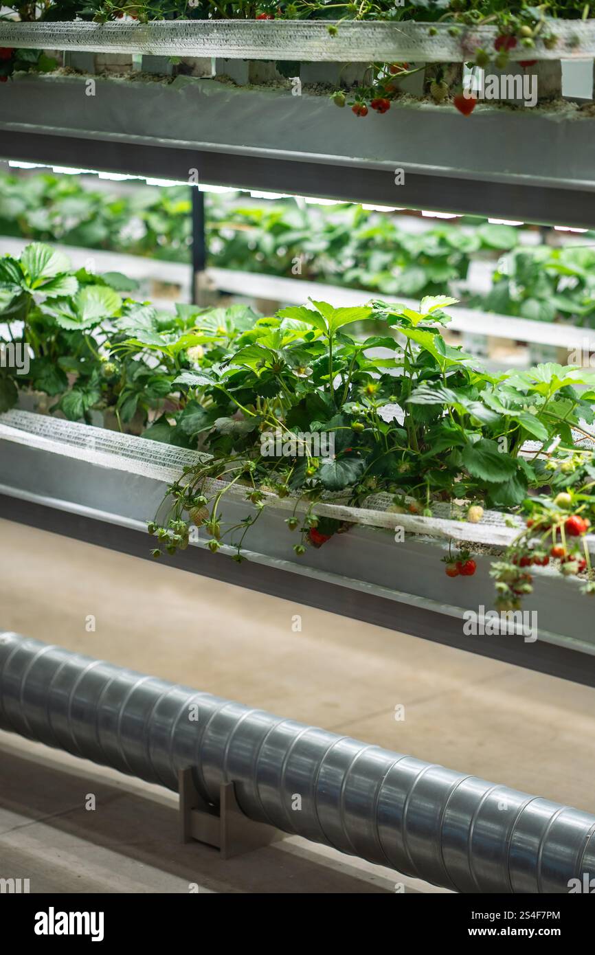 Strawberry cultivation in greenhouse. Mini-farm for growing Fragaria in ...