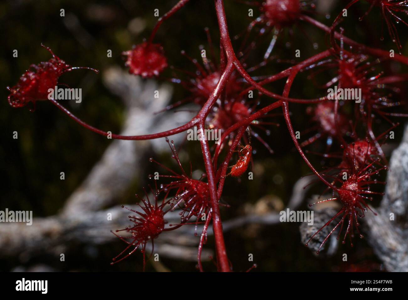 Camouflaged red Setocoris bug (larva) living in symbiosis on the red ...