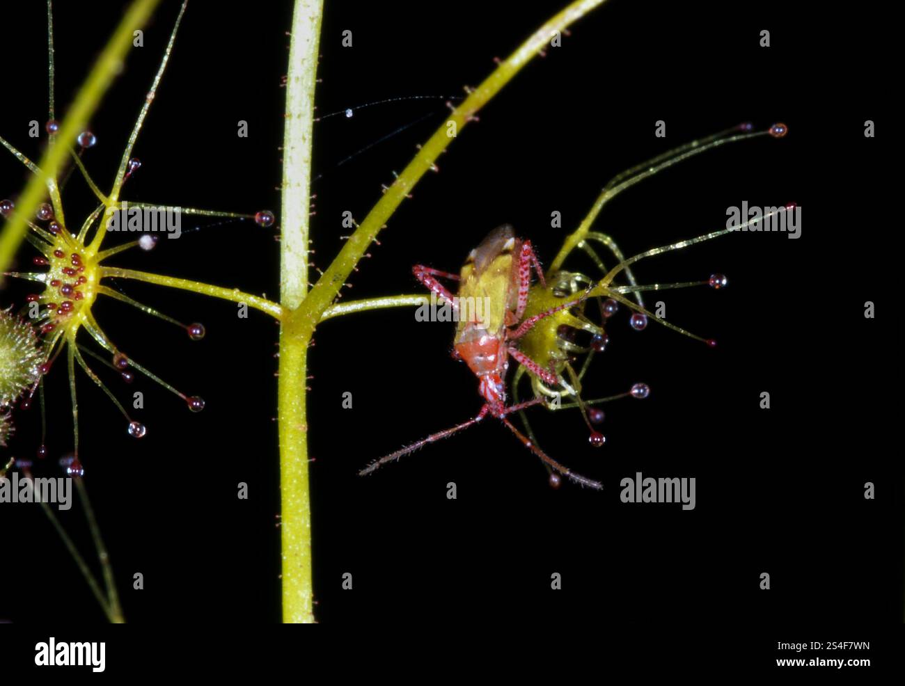 Symbiotic Setocoris bug on a sundew leaf (Drosera modesta), Western ...