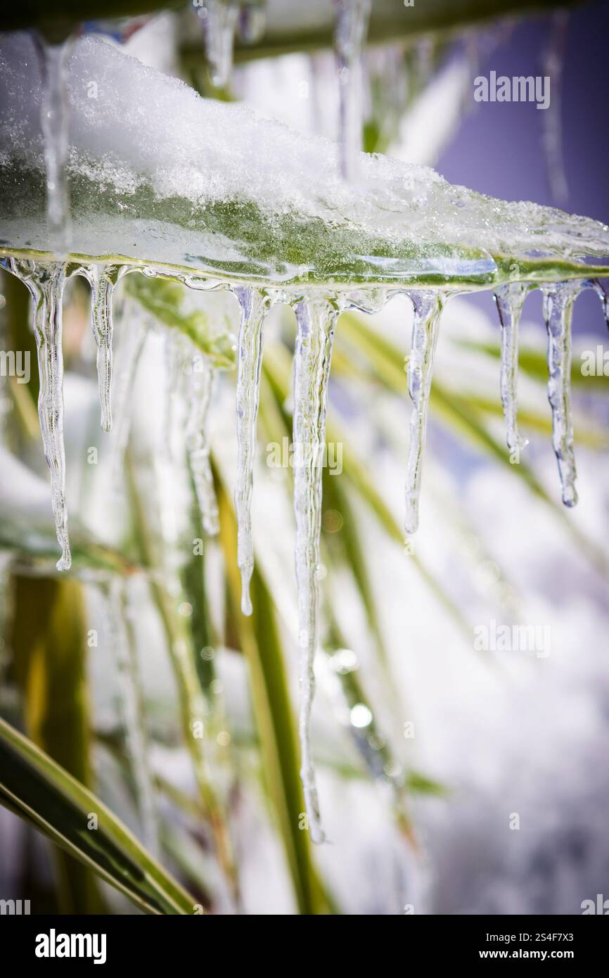 Frozen greenery, bushes and flowers in the garden in winter Stock Photo ...