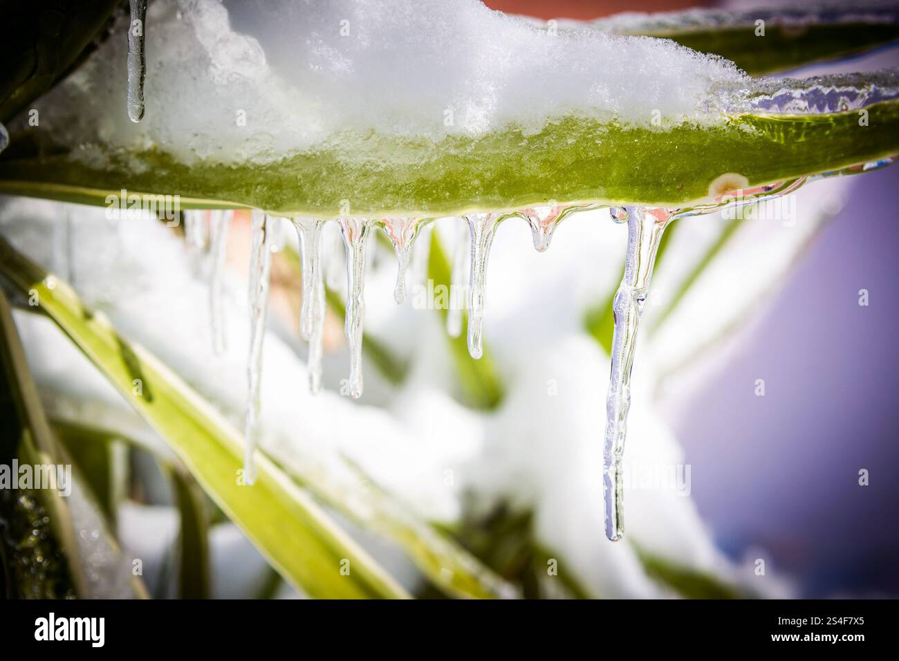 Frozen greenery, bushes and flowers in the garden in winter Stock Photo ...