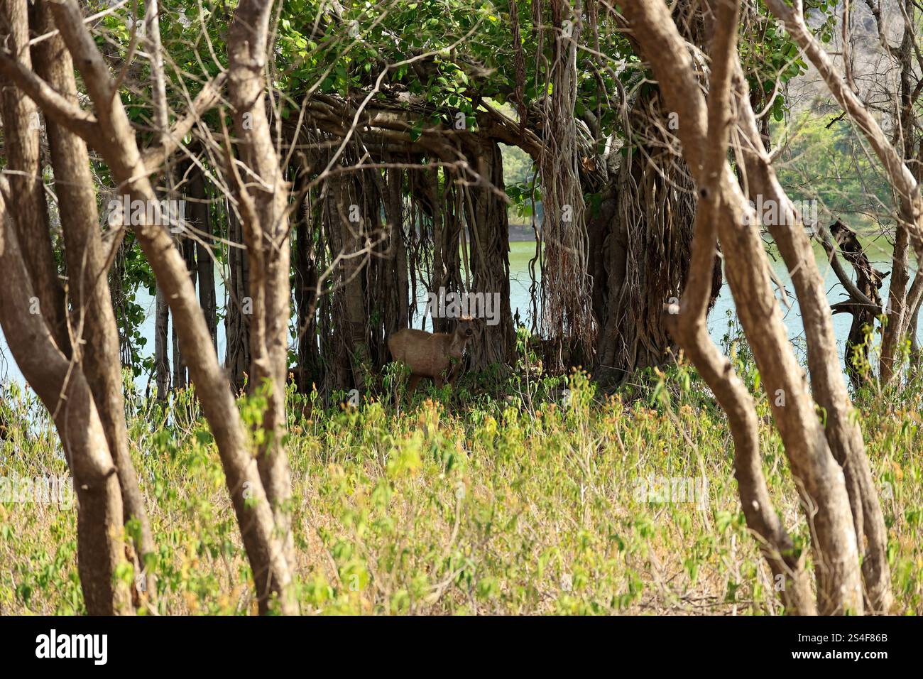 The magnificent deer species of India Stock Photo - Alamy