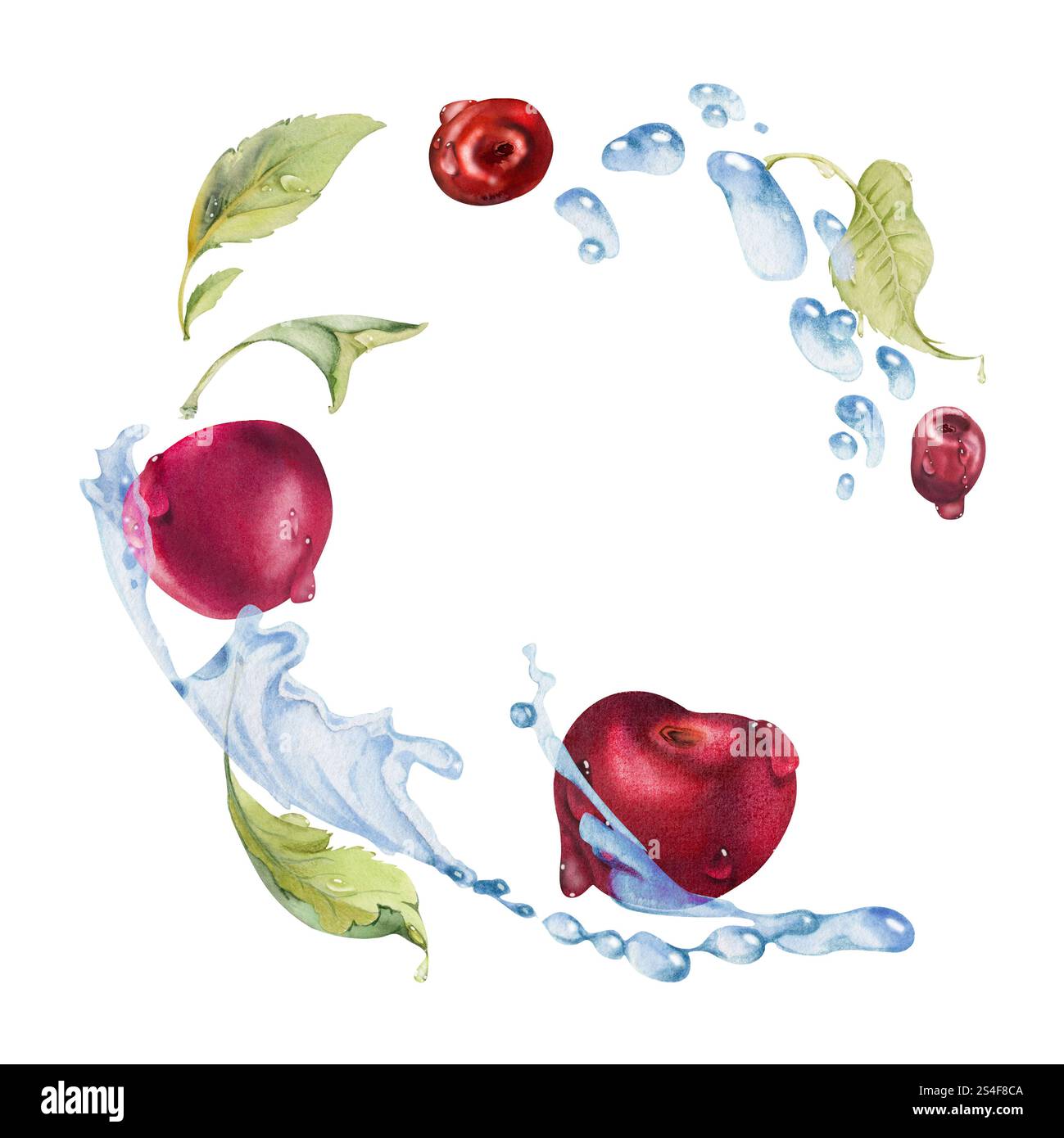 Sweet sour cherry cerise flying in water splashes drops, hand drawn in ...