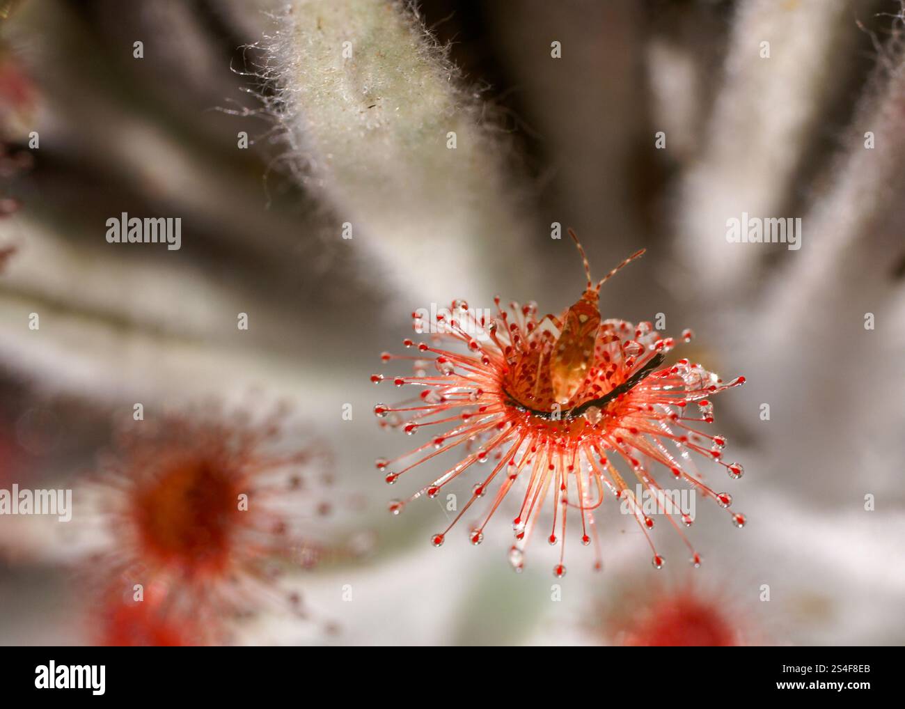 Sticky sundew leaf tip (Drosera ordensis) with symbiotic assassin bug ...
