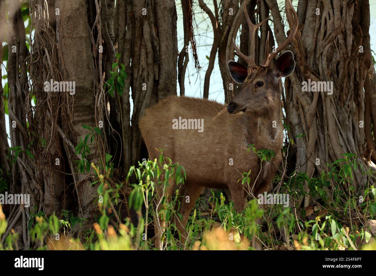 Beautiful Deer species seen on safari in India Stock Photo - Alamy