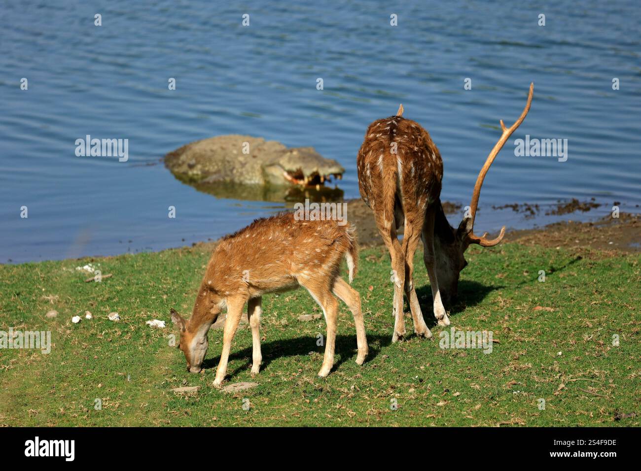 The magnificent deer species of India Stock Photo - Alamy