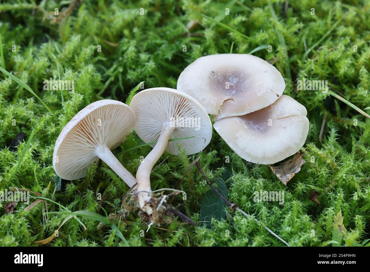 Clitocybe agrestis, commonly known as meadow funnel, wild mushroom from ...