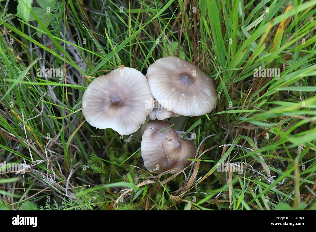 Cuphophyllus flavipesoides, known as Yellow foot Waxcap, wild mushroom ...