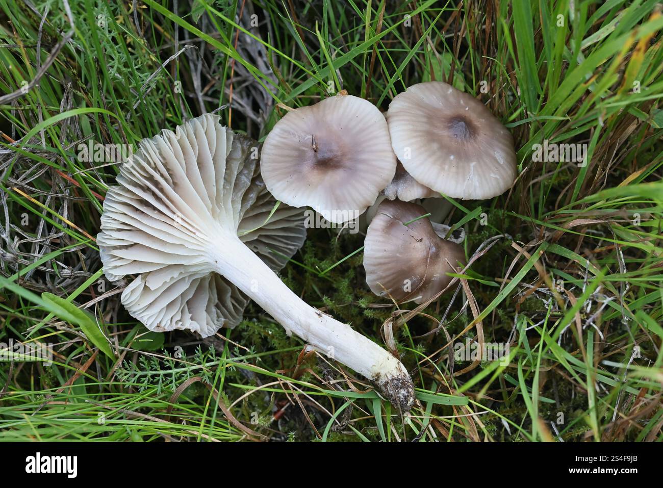 Cuphophyllus flavipesoides, known as Yellow foot Waxcap, wild mushroom ...