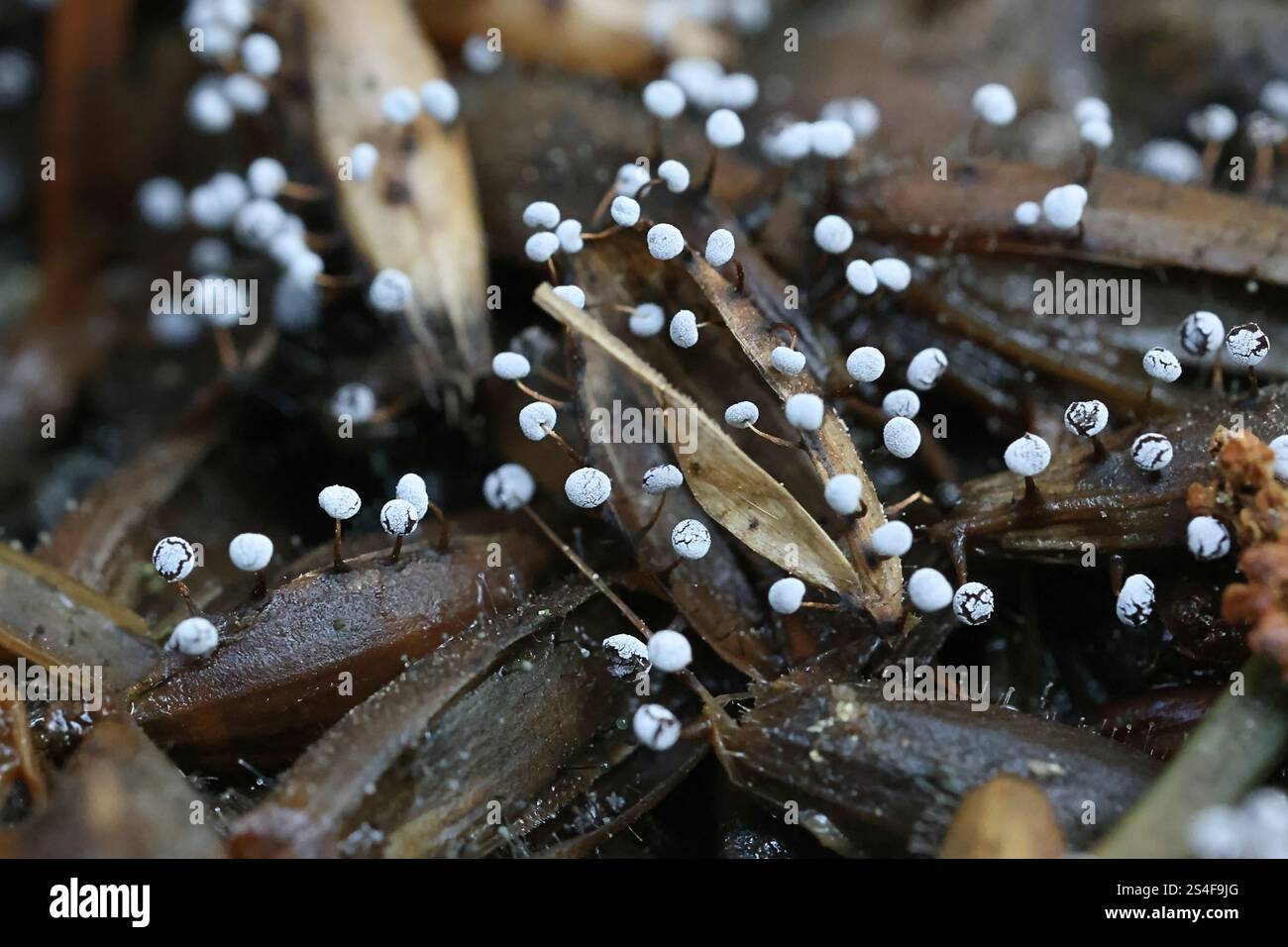 Physarum bahiense, slime mold, no common English name Stock Photo - Alamy