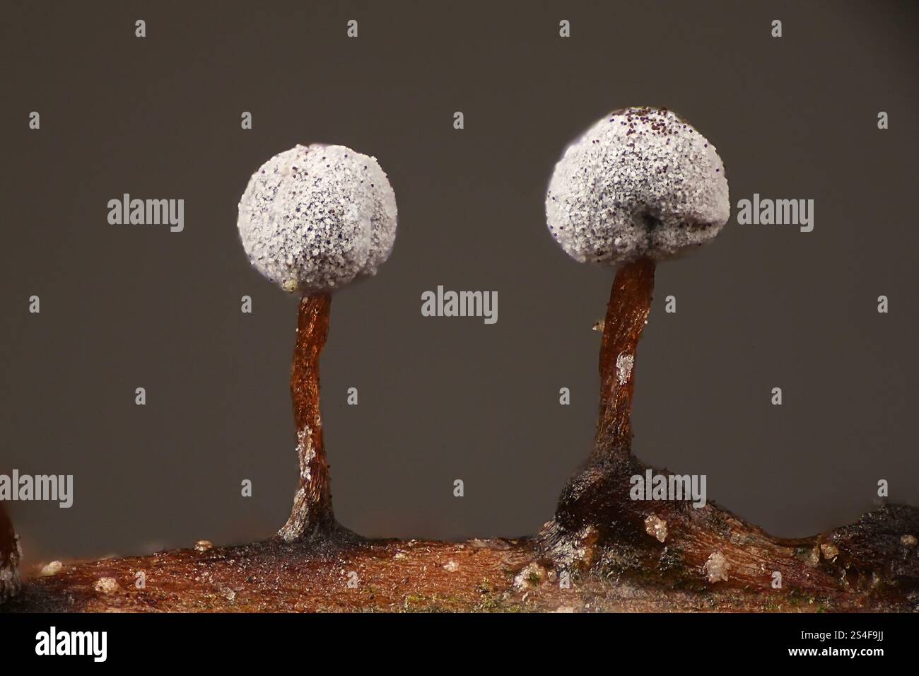 Physarum bahiense, slime mold, microscope image of sporangia Stock ...