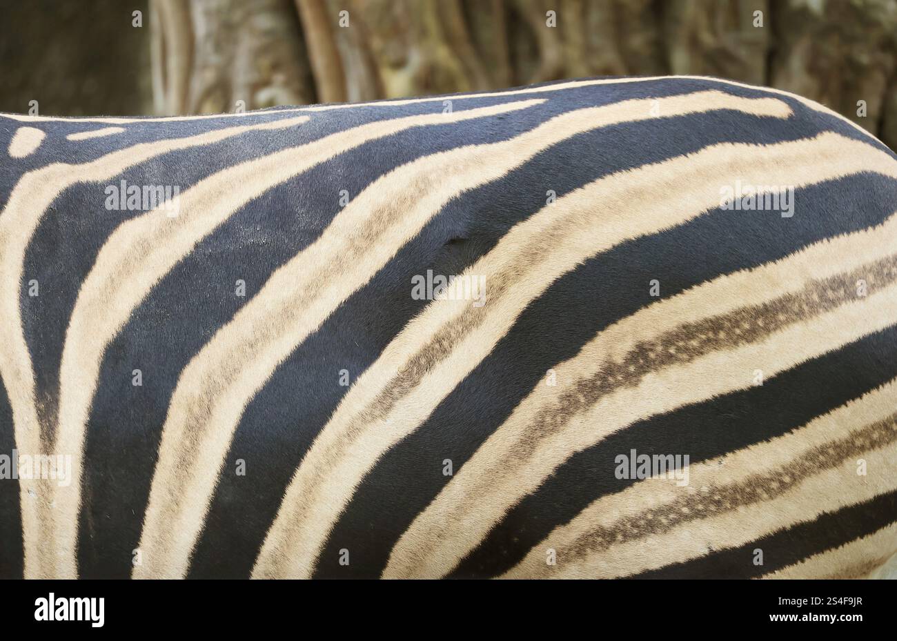 Beautiful Patterns of Plains Zebra Striped Coat Stock Photo - Alamy