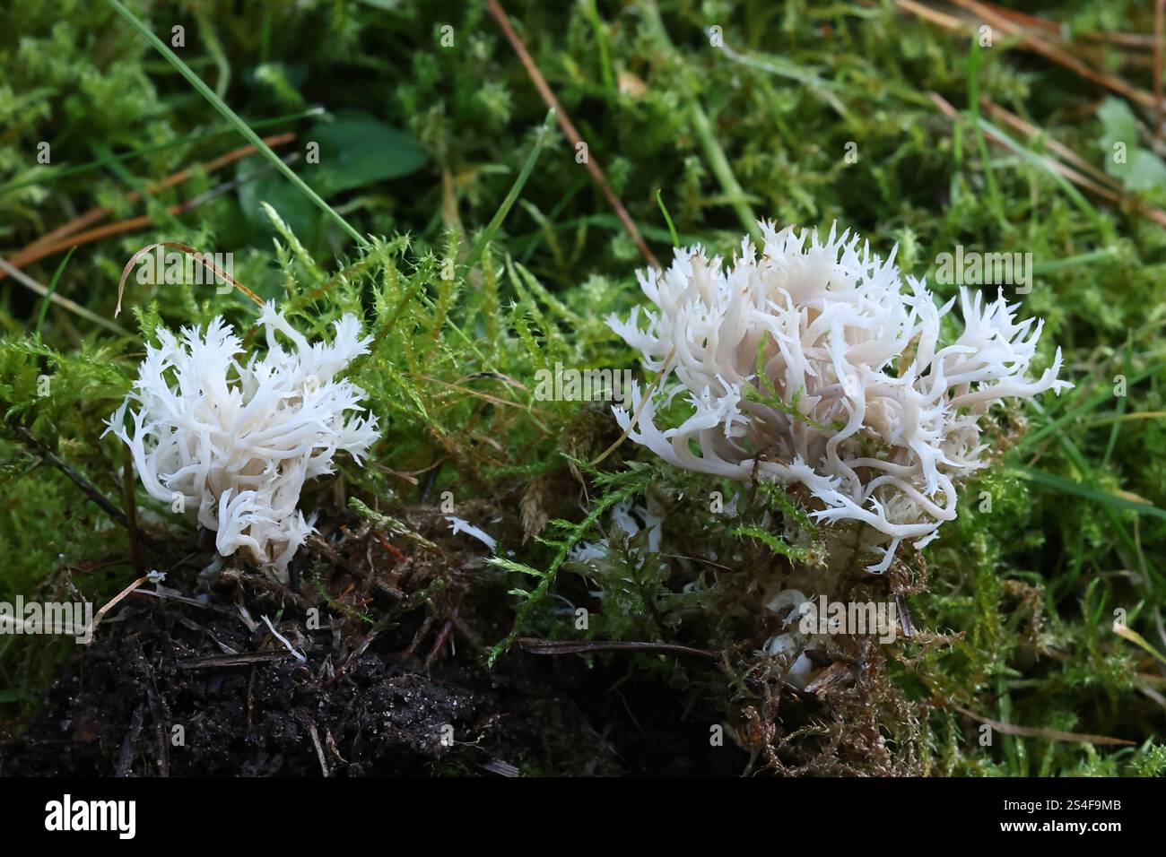 Clavulina coralloides, also called Clavulina cristata, commonly known ...