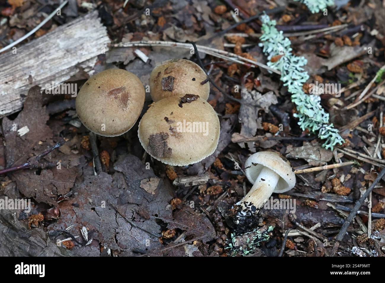 Inocybe melanopus, fibercap mushroom from Finland, no common English ...