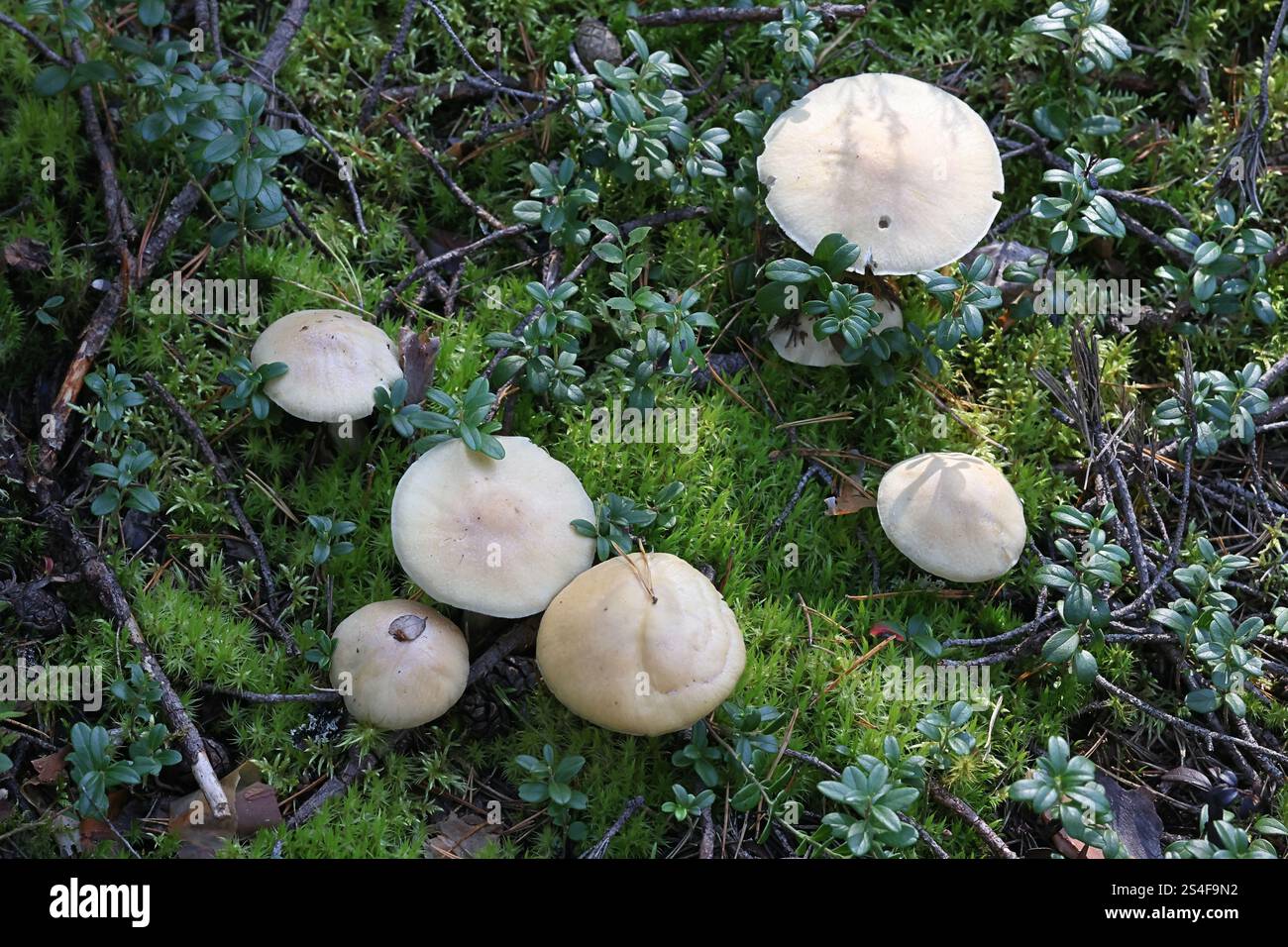 Cortinarius caperatus, commonly known as gypsy mushroom, wild fungus ...