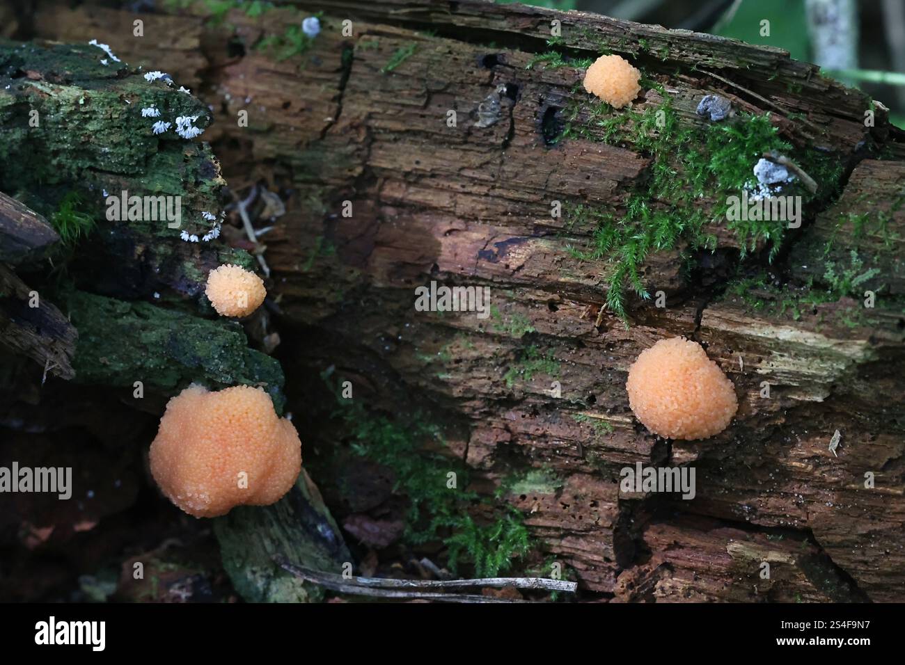 Tubifera ferruginosa, commonly known as raspberry slime mold Stock ...