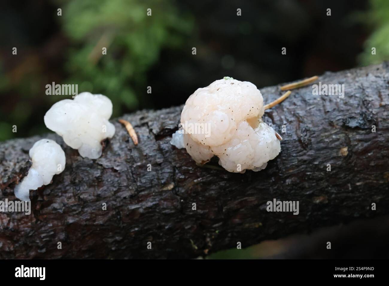 Tremella encephala, commonly known as Conifer brain, wild jelly fungus ...