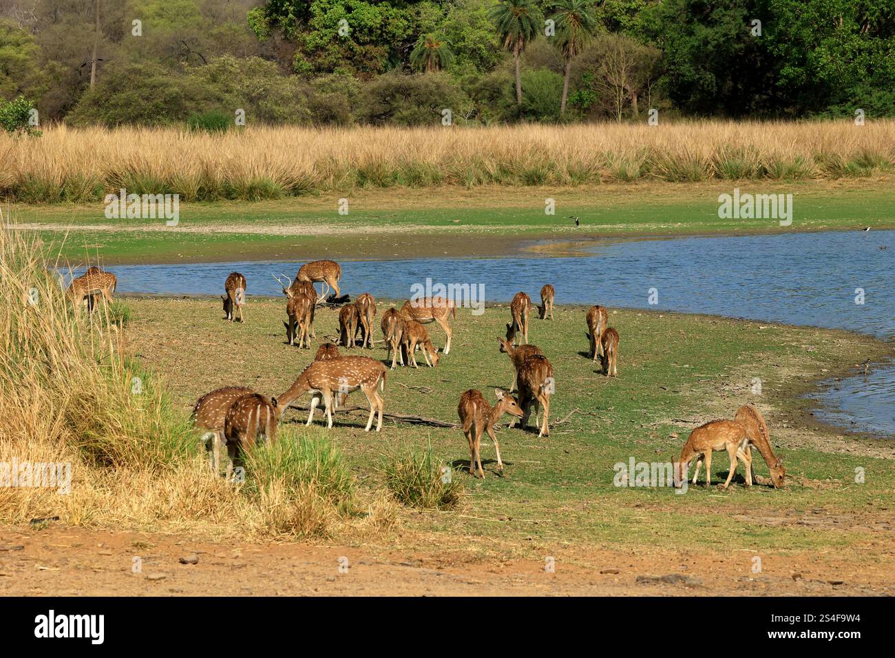 The magnificent deer species of India Stock Photo - Alamy