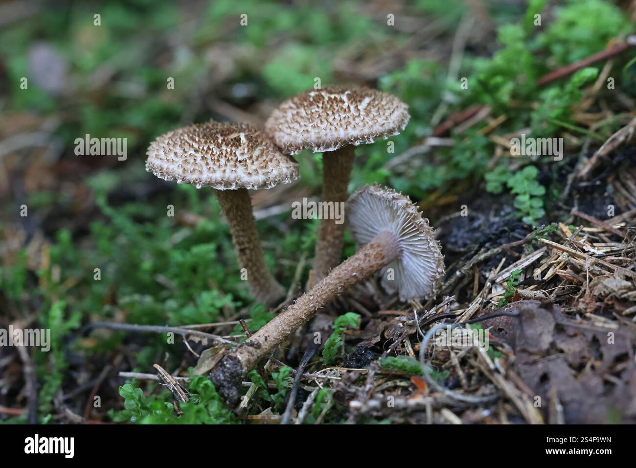 Scaly fibrecap hi-res stock photography and images - Alamy