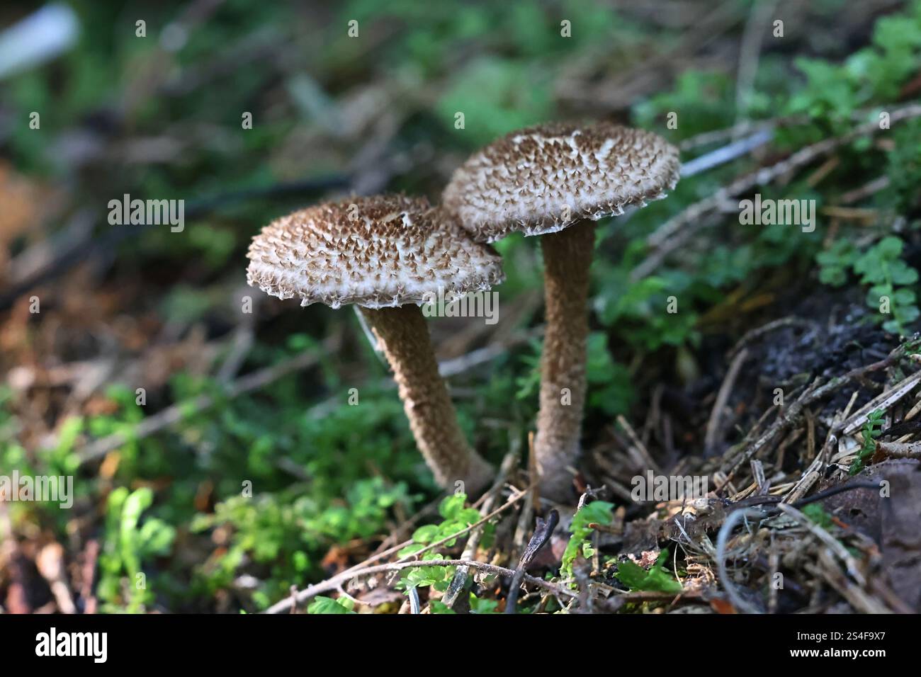 Inocybe hystrix, commonly known as scaly fibrecap, wild mushroom from ...