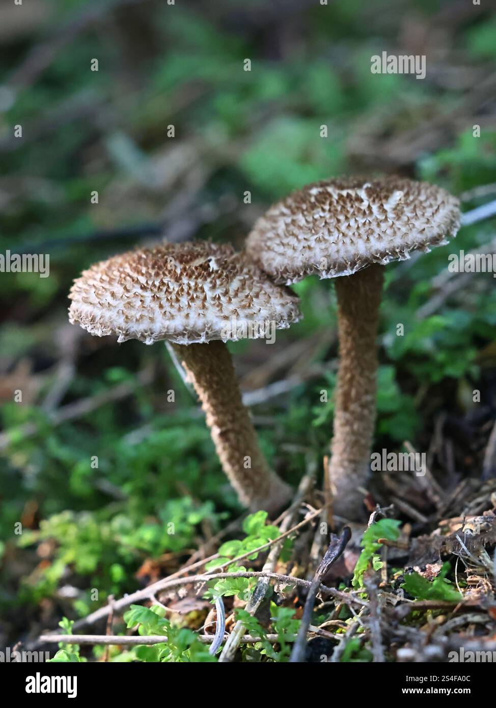 Inocybe hystrix, commonly known as scaly fibrecap, wild mushroom from ...