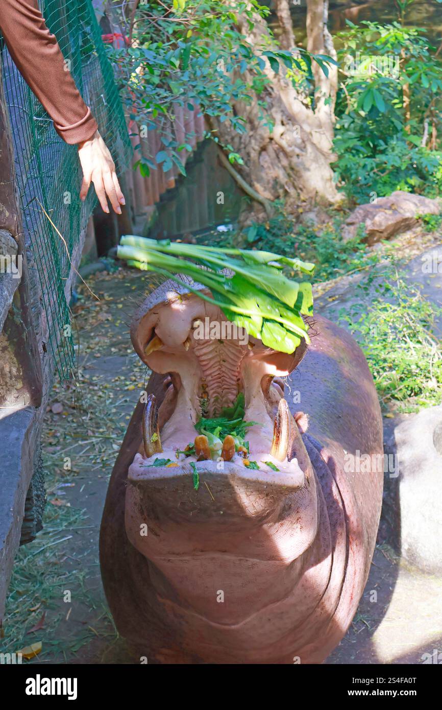 Common Hippopotamus, the most ecologically influential African ...