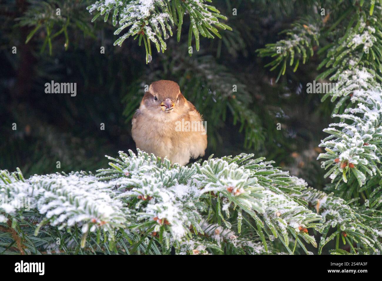 House Sparrow (Passer domesticus) in a winter snow covered garden ...