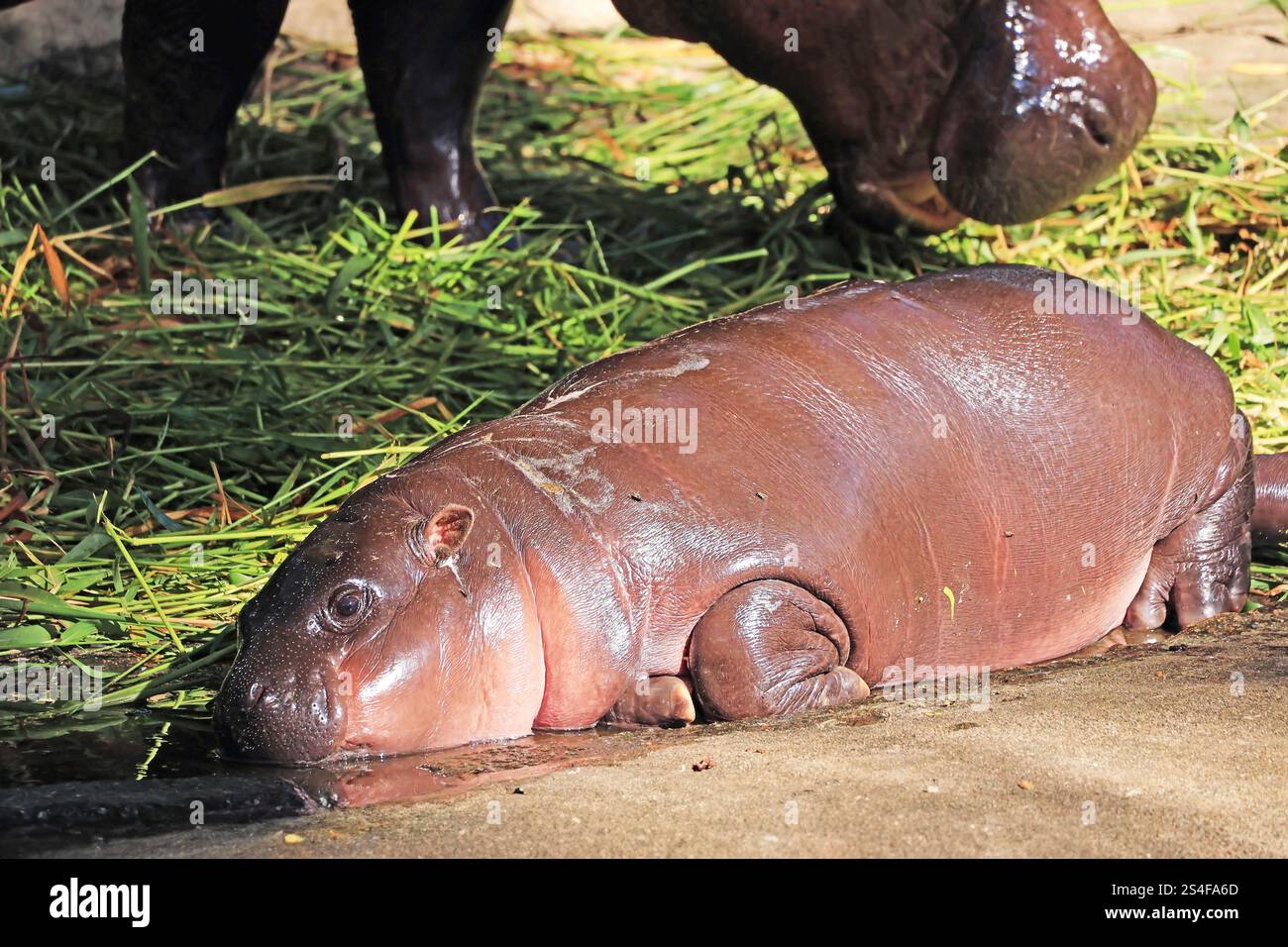 Closeup of an adorable 4 months old baby Pygmy Hippo waiting for her ...