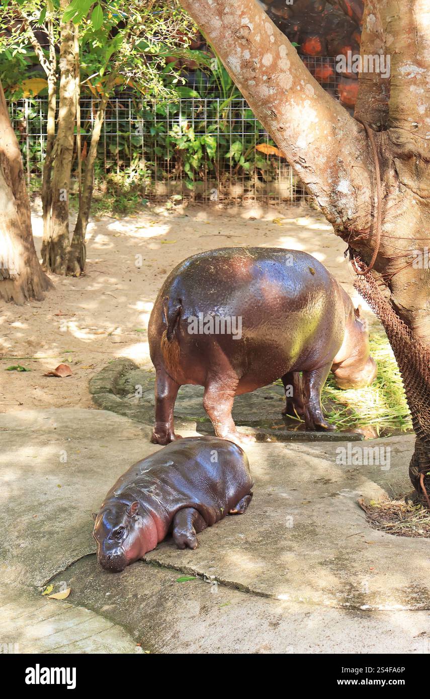 Adorable pinkish cheeks baby Pygmy Hippo relaxing during her mother's ...