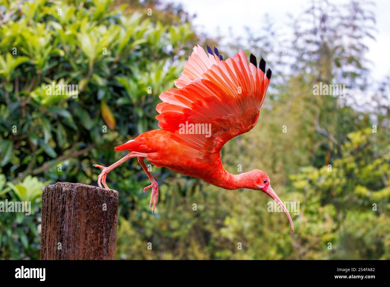 A mature scarlet ibis, Eudocimus ruber, taking flight. A diet of red ...