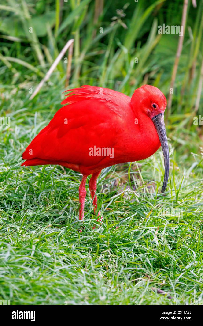 A mature scarlet ibis, Eudocimus ruber. A diet of red crustaceans ...