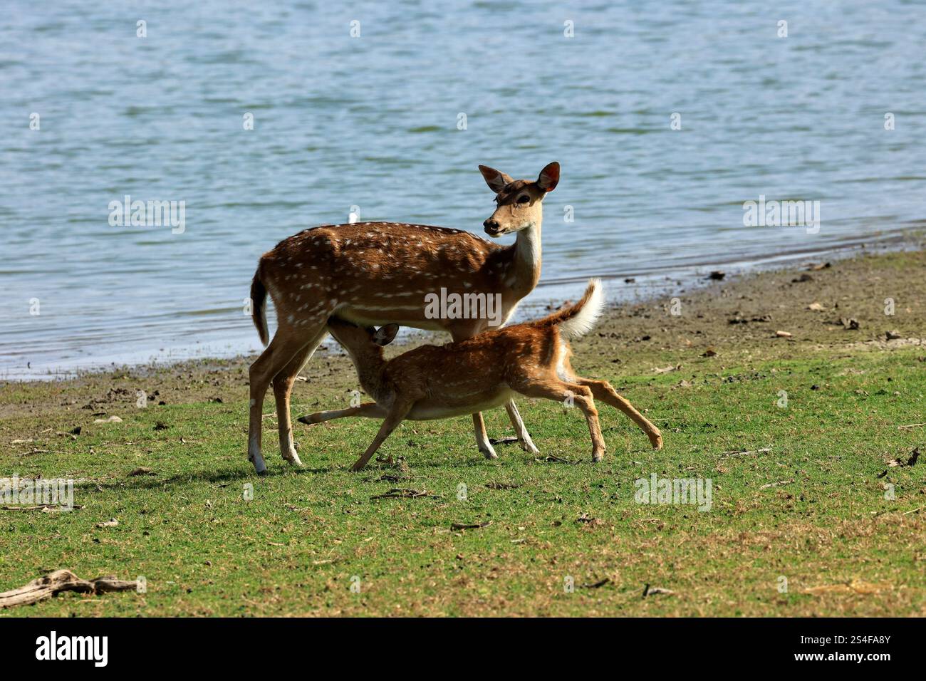 The magnificent deer species of India Stock Photo - Alamy