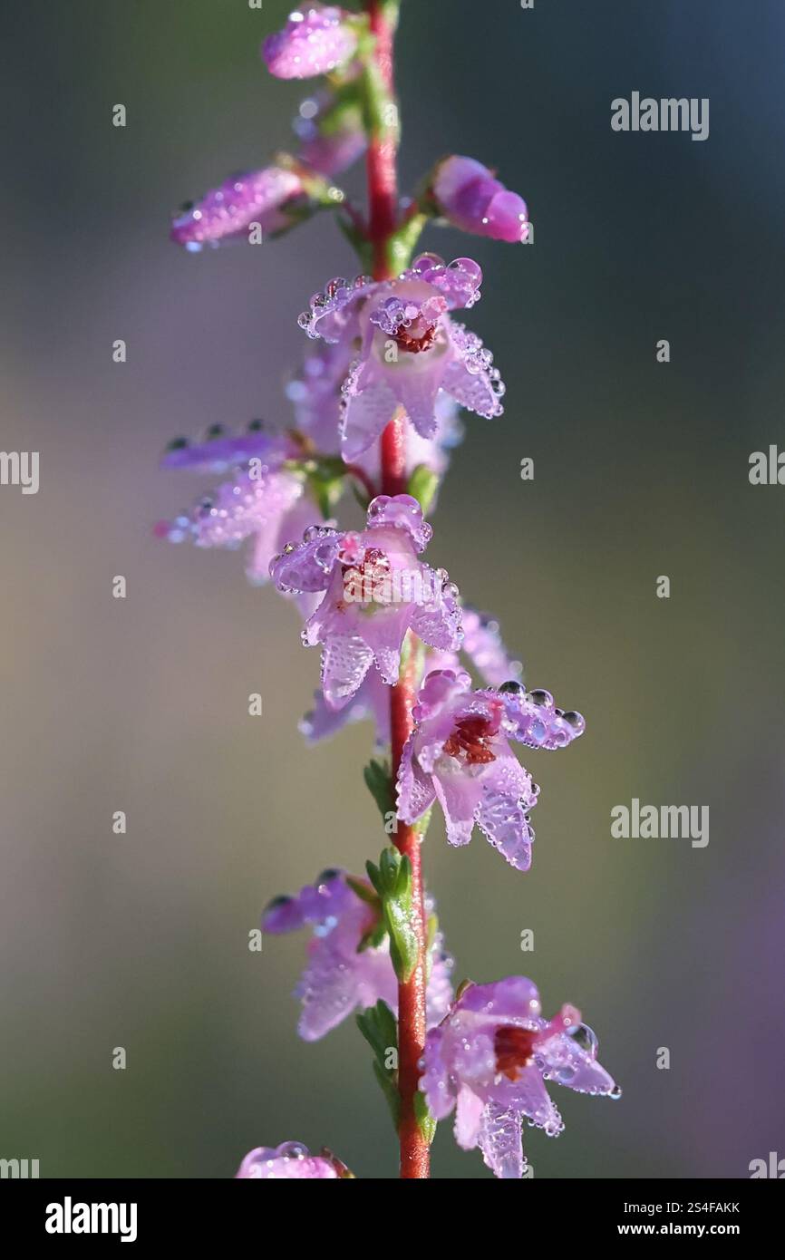 Heather, Calluna vulgaris, also known as Common heather or Ling, wild ...