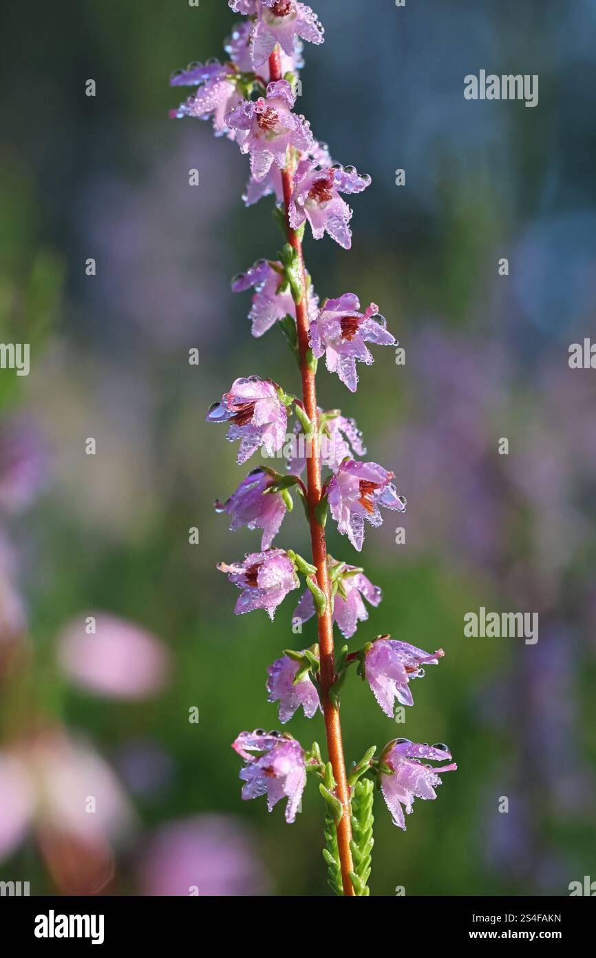 Heather, Calluna vulgaris, also known as Common heather or Ling, wild ...