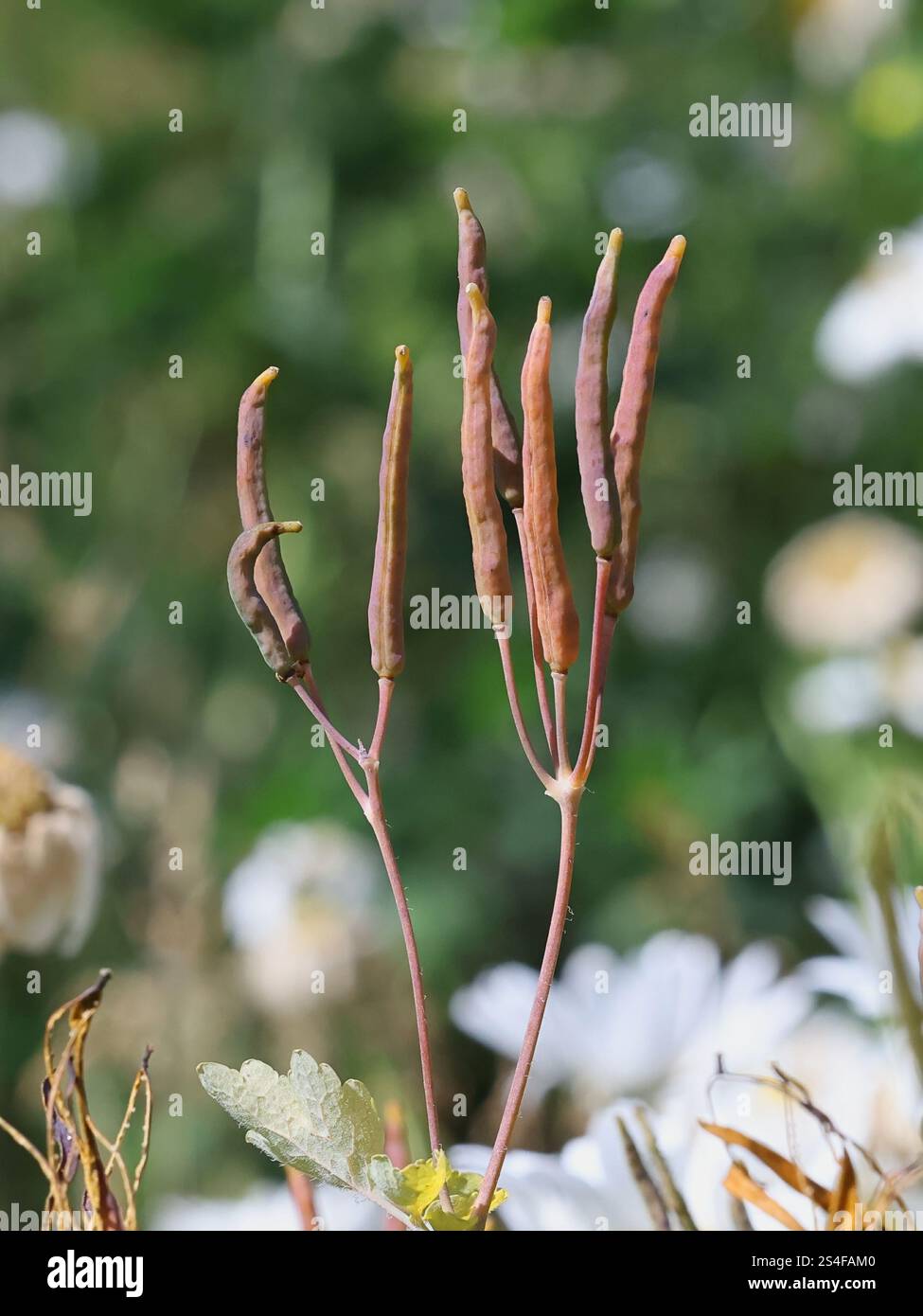 Fruits of Greater Celandine, Chelidonium majus, also known as ...