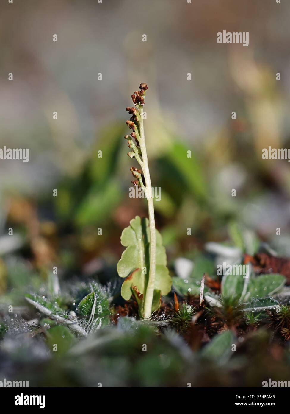 Noidanlukko hi-res stock photography and images - Alamy